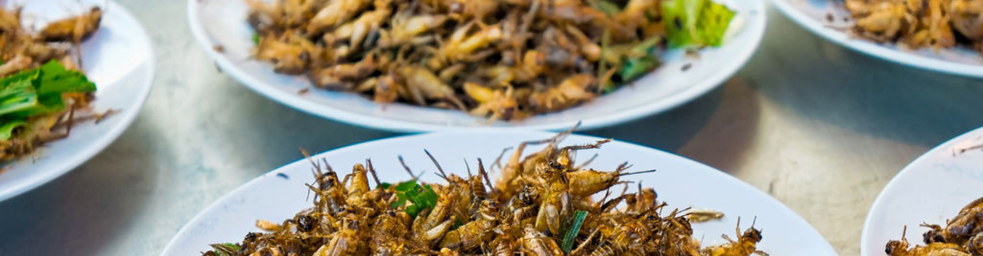 INSECT DOCTORS – An innovative European joint doctorate programme to ...